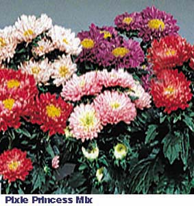 Ball Seed Pixie Princess Aster snapshot