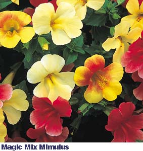 Ball Seed Magic Mix Mimulus snapshot