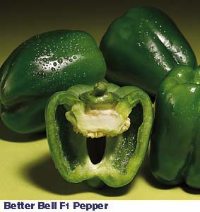 Ball Seed Better Bell Pepper snapshot