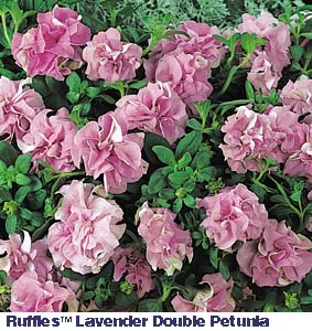 Ball Seed Ruffles Double Petunia snapshot